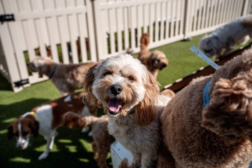 Barkefellers® Loyalty Program | Earn Rewards with Bark Bucks®